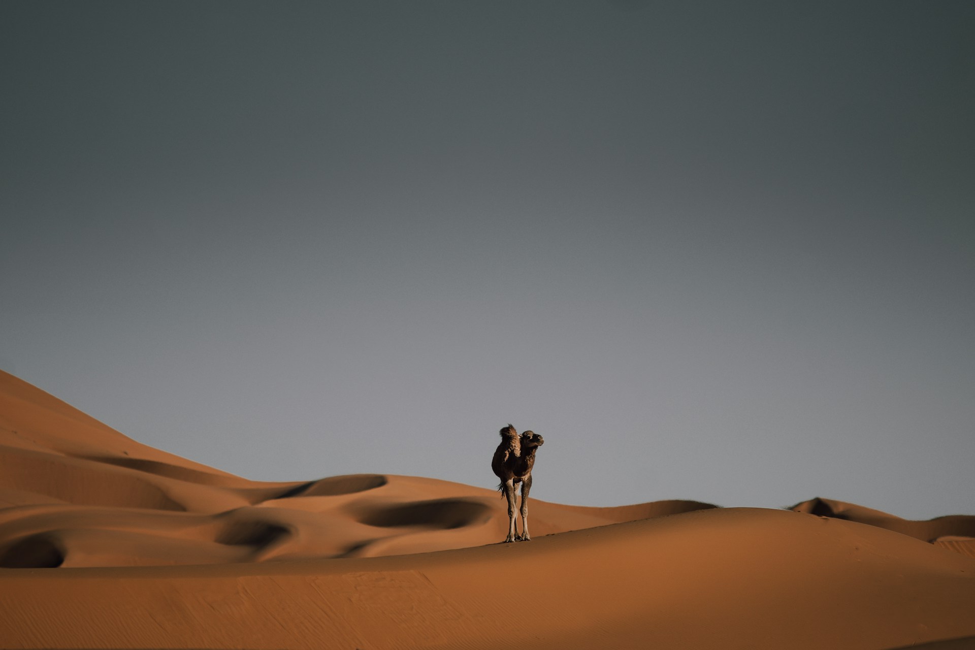 Désert du Maroc : notre guide pour un voyage réussi. - Agence de voyage ...