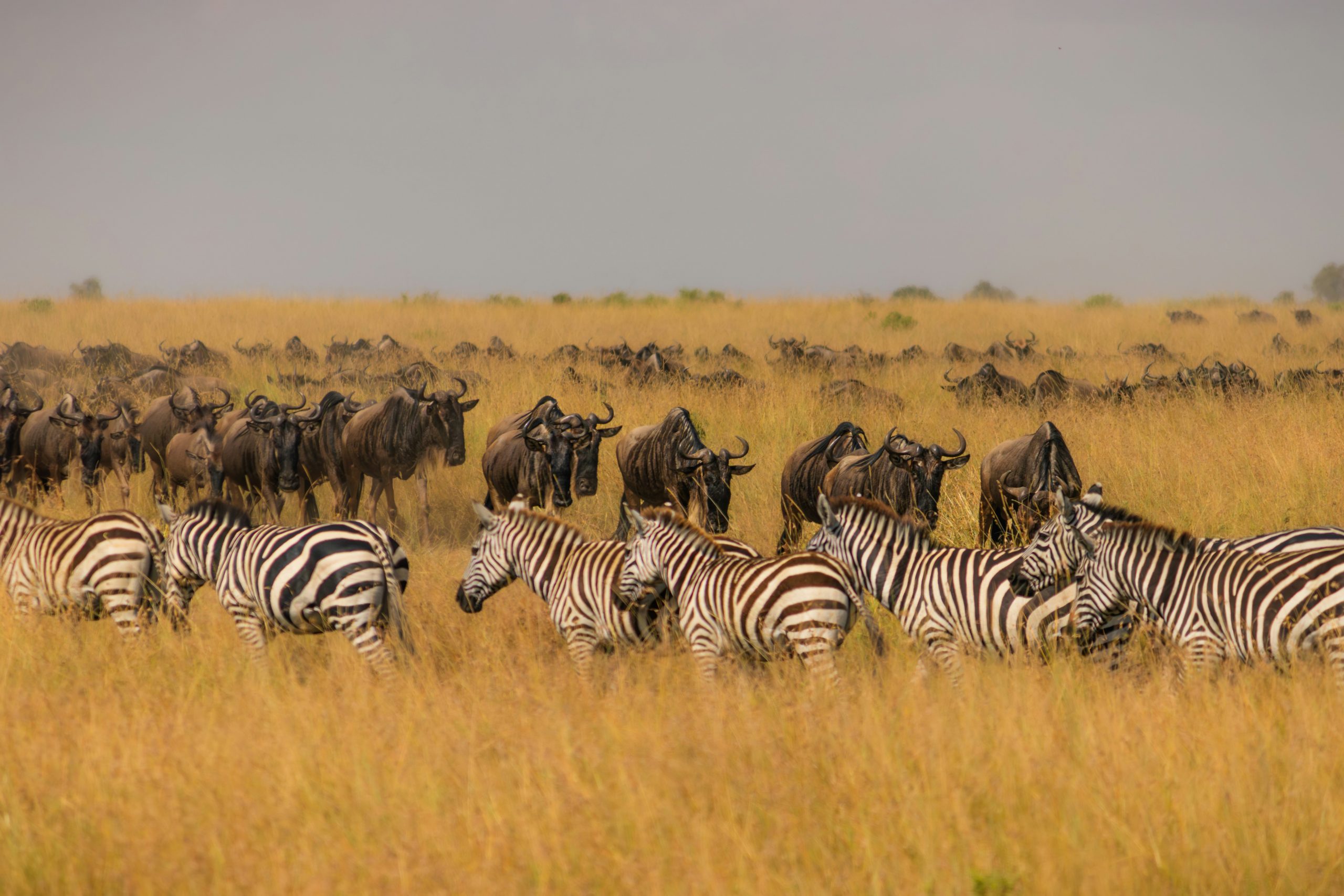 La grande migration des animaux en Tanzanie et au Kenya - Agence de ...